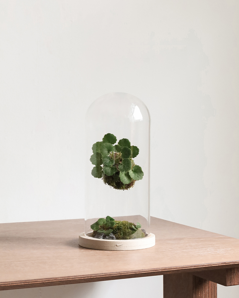 An expert’s guide to stylishly transforming your home with greenery